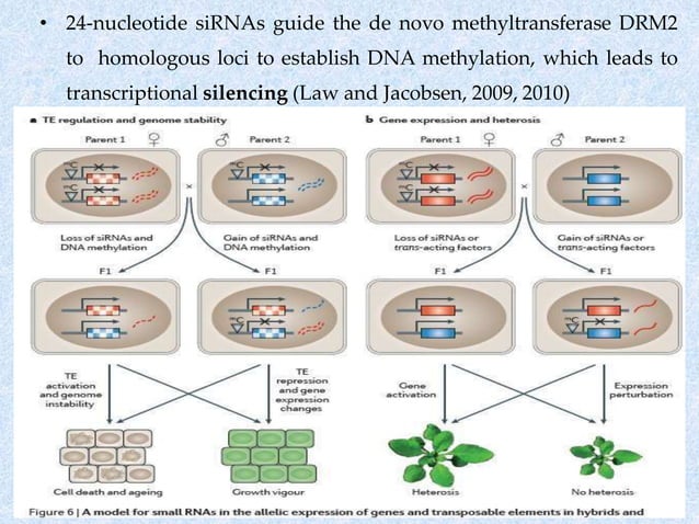 Molecular heterosis | PPT