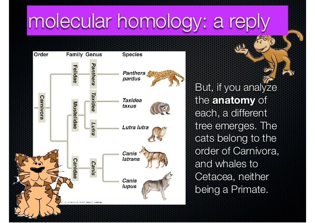 Molecular homology