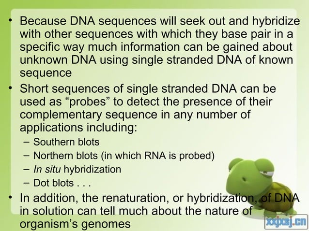 Molecular hybridization of nucleic acids