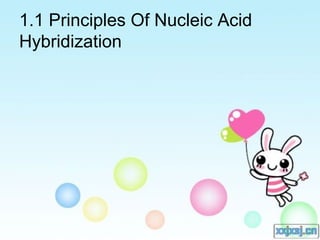 Nucleic Acid Hybridization Animation