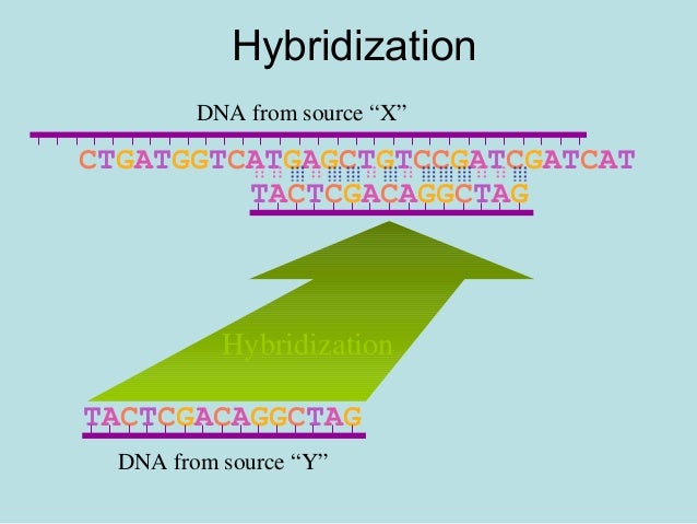 Hybridization Biology