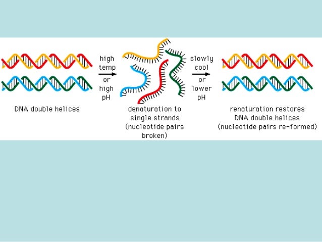 Molecular hybridization of nucleic acids