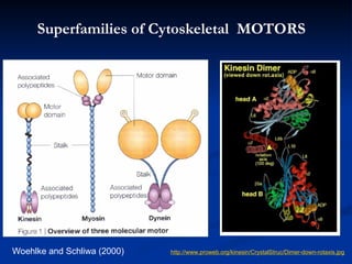 Molecular Machines-Motors for cell biology .ppt