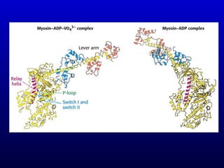 Molecular Machines-Motors for cell biology .ppt