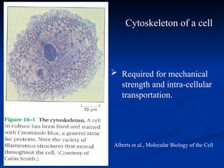Molecular Machines-Motors for cell biology .ppt