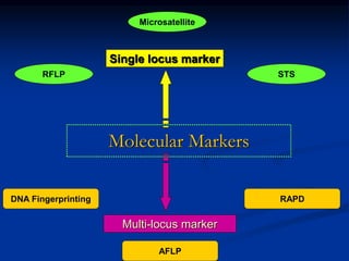 Molecular marker.ppt