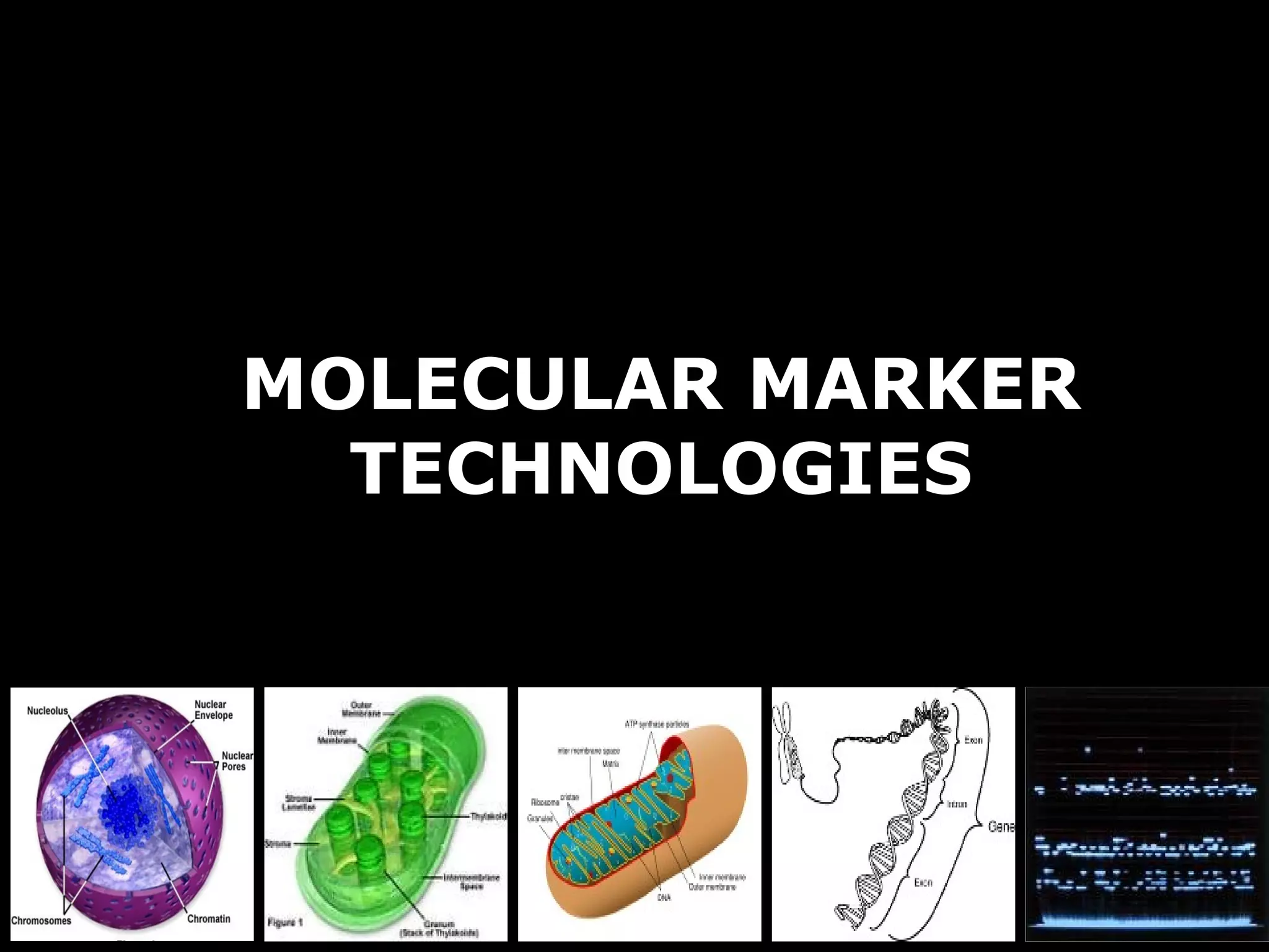 Molecular Marker Techniques | PPT