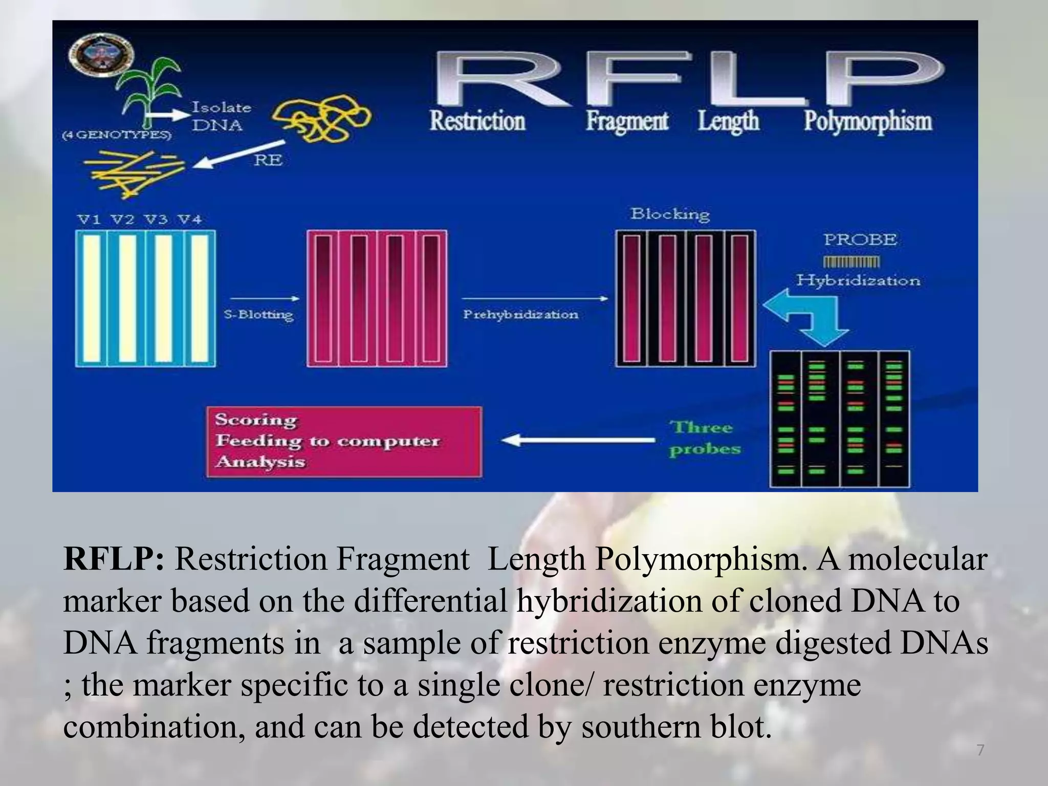 MOLECULAR MARKER AIDED BREEDING.pptx