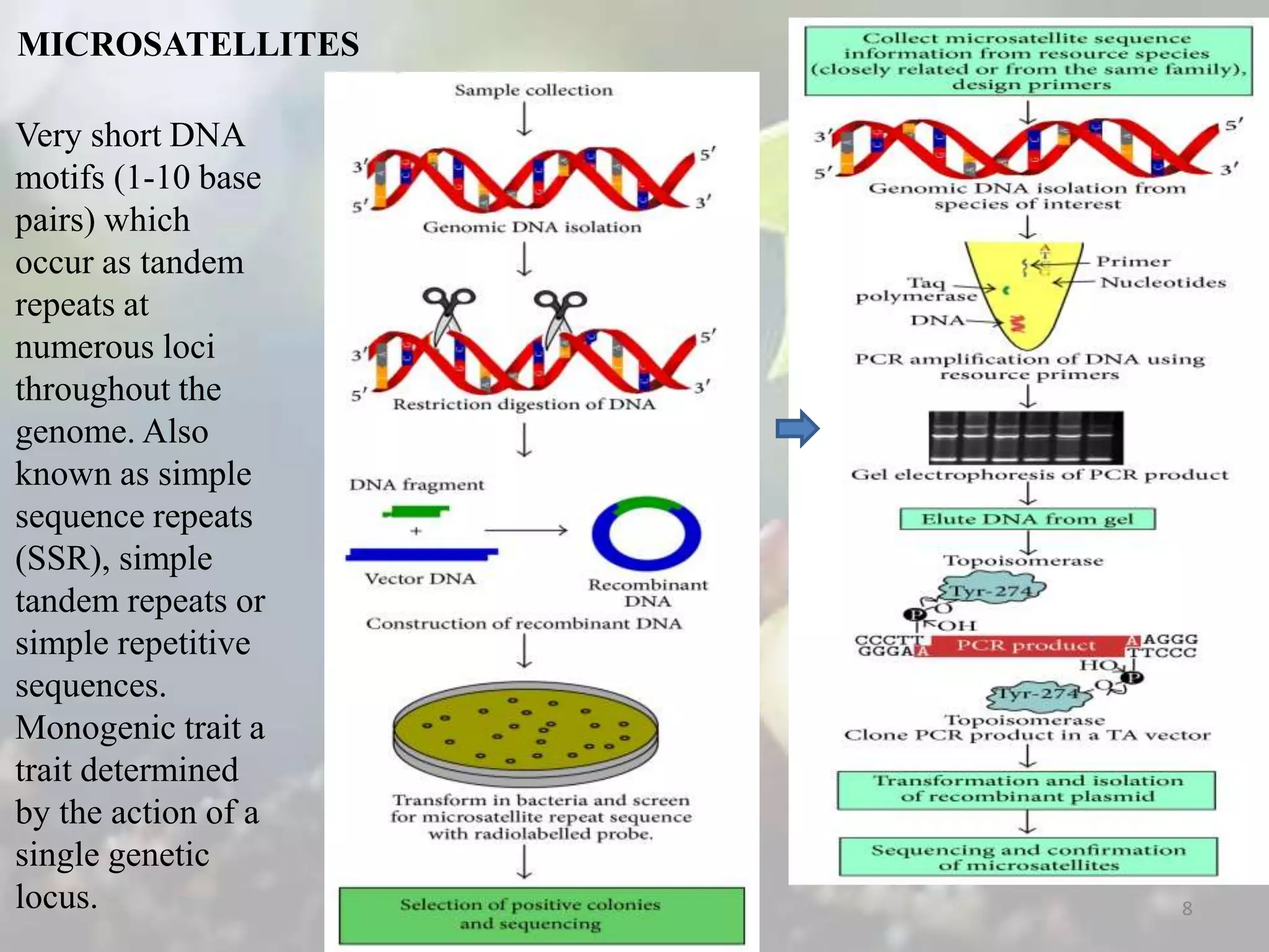 MOLECULAR MARKER AIDED BREEDING.pptx