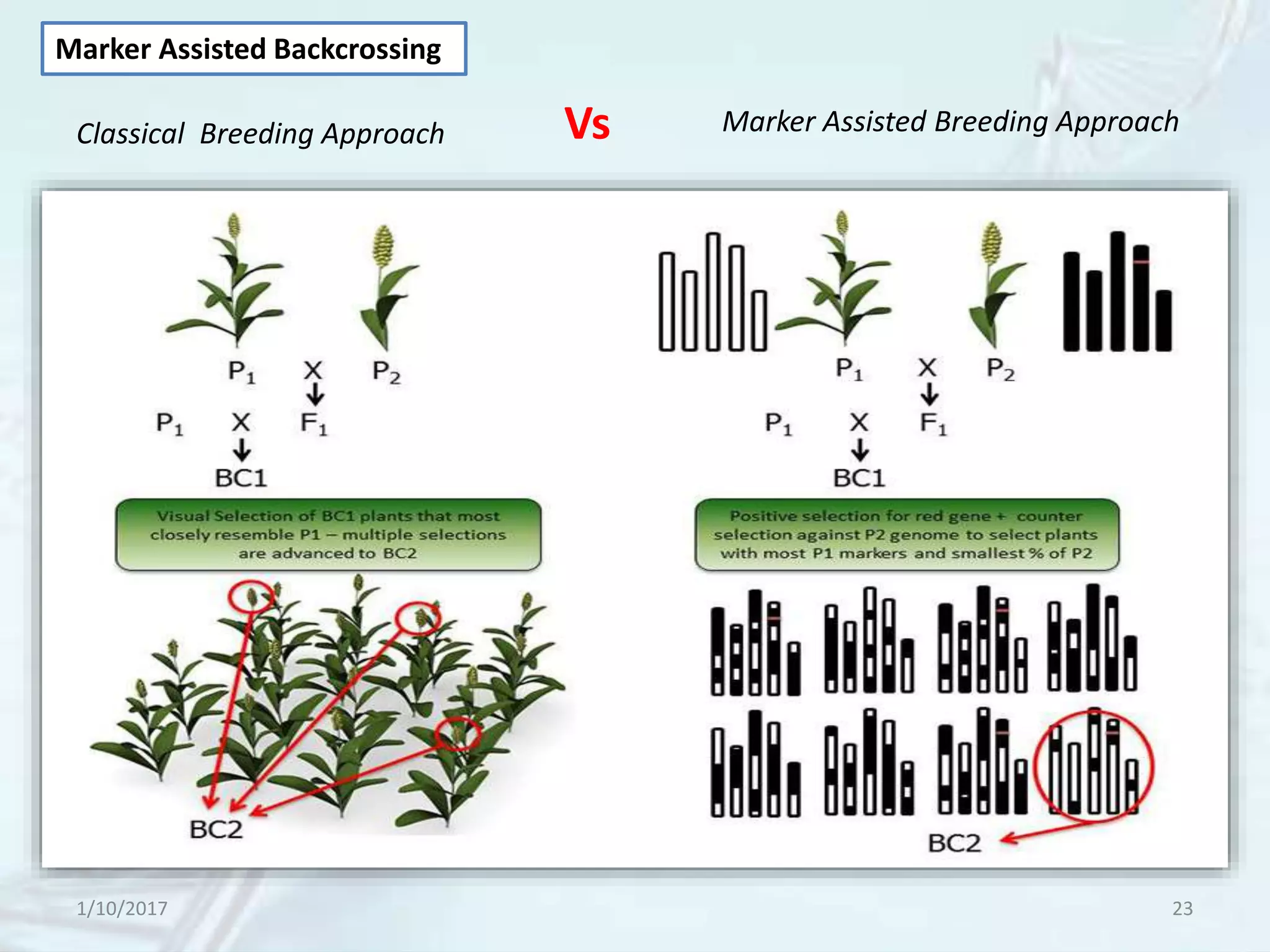 Molecular Marker and It's Applications | PPTX