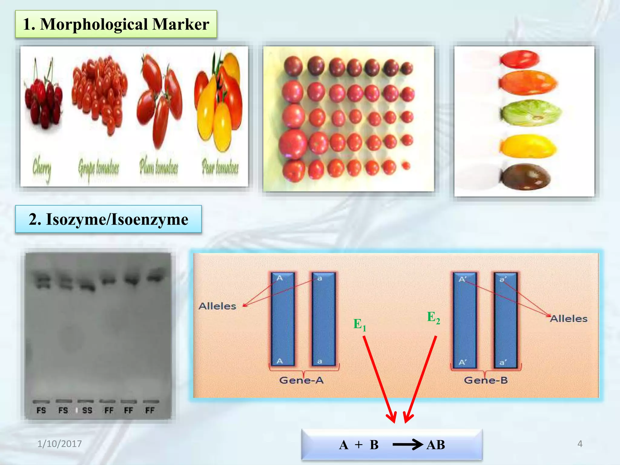 Molecular Marker and It's Applications | PPTX