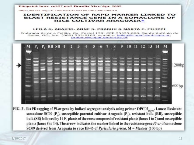 Molecular Marker and It's Applications | PPTX | Genetics | Science