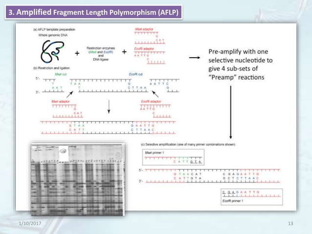 Molecular Marker and It's Applications | PPTX | Genetics | Science