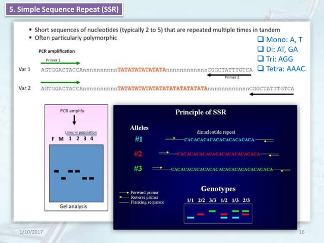 Molecular Marker and It's Applications | PPTX | Genetics | Science