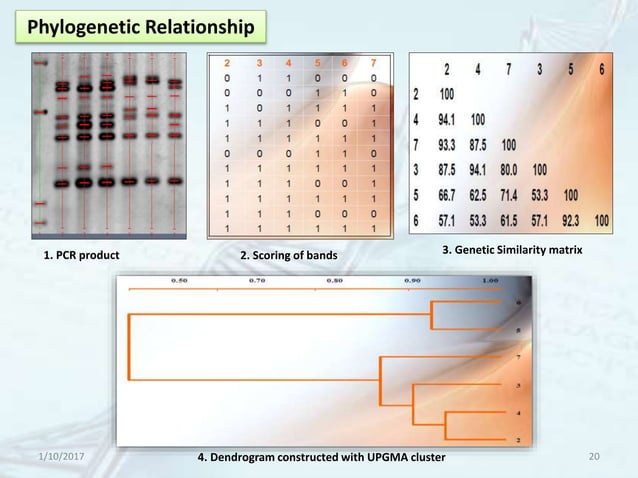 Molecular Marker and It's Applications | PPTX | Genetics | Science