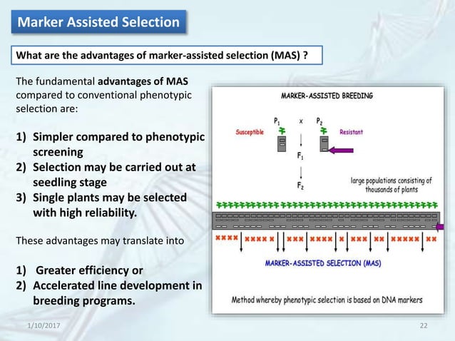 Molecular Marker and It's Applications | PPTX | Genetics | Science