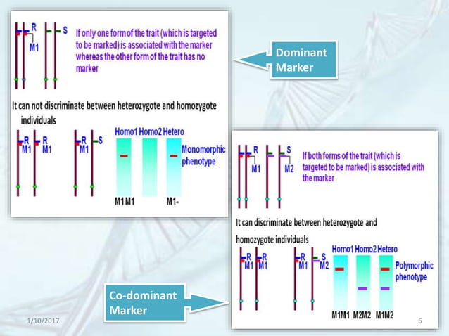 Molecular Marker and It's Applications | PPTX | Genetics | Science