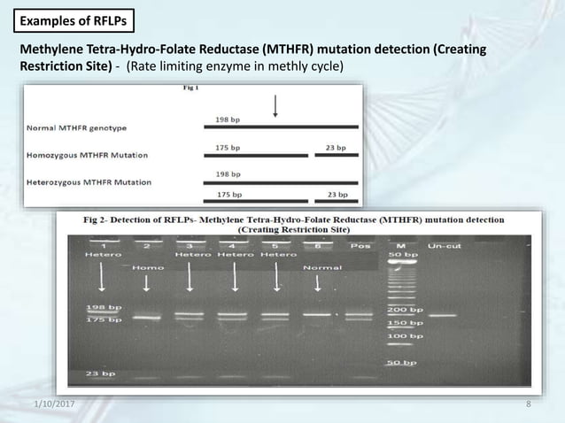 Molecular Marker and It's Applications | PPTX | Genetics | Science