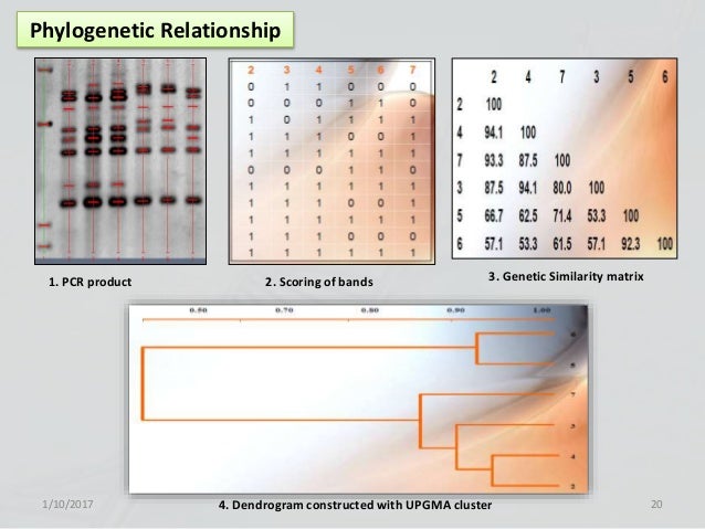 Molecular Marker And Its Applications