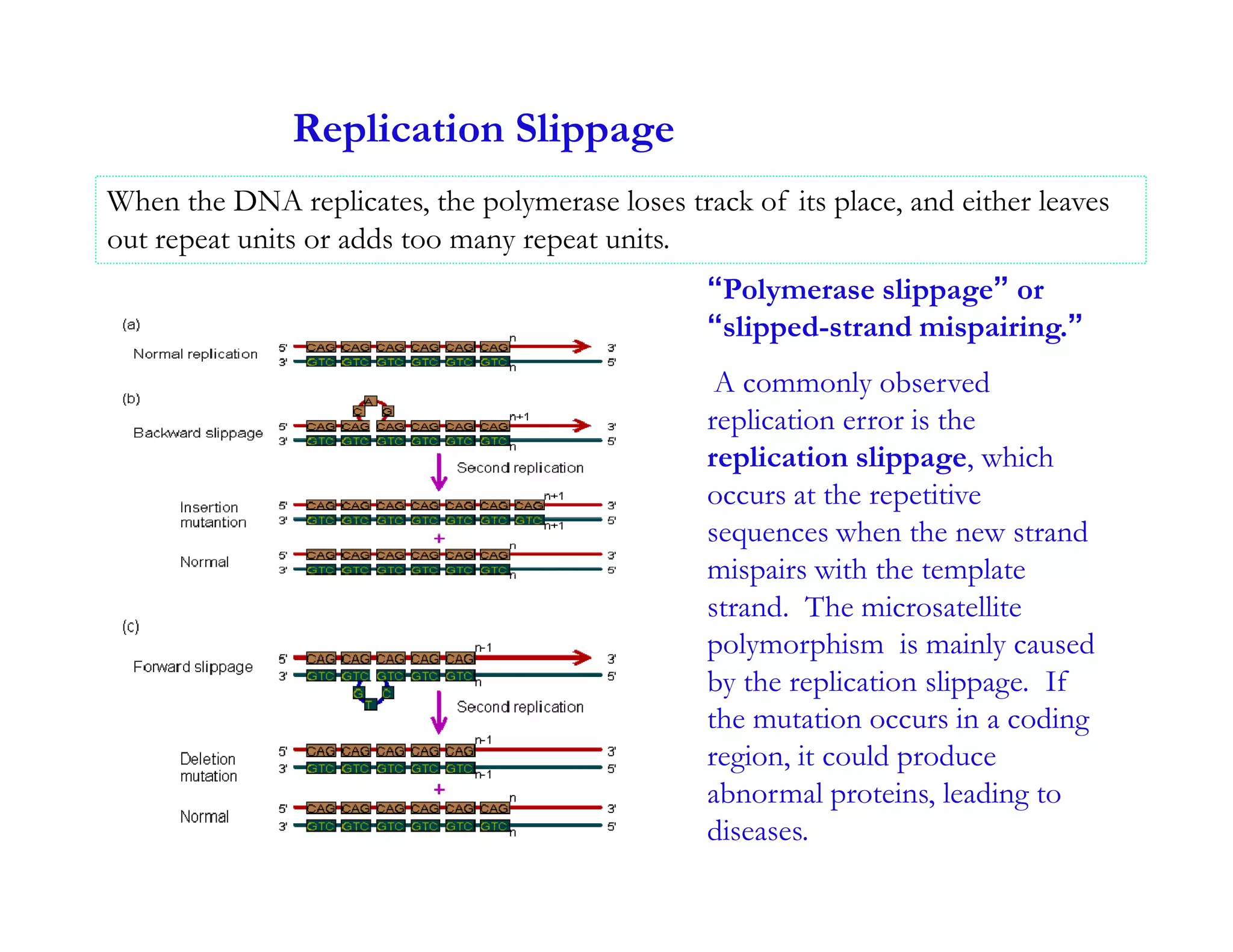 Molecular marker and its application to genome mapping and molecular ...