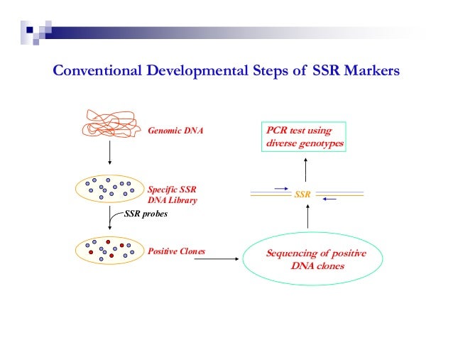 Molecular marker and its application to genome mapping and molecular