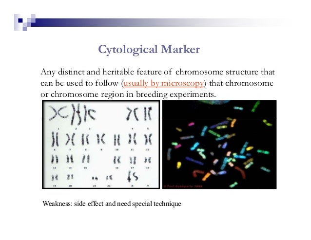 Molecular Marker And Its Application To Genome Mapping And Molecular