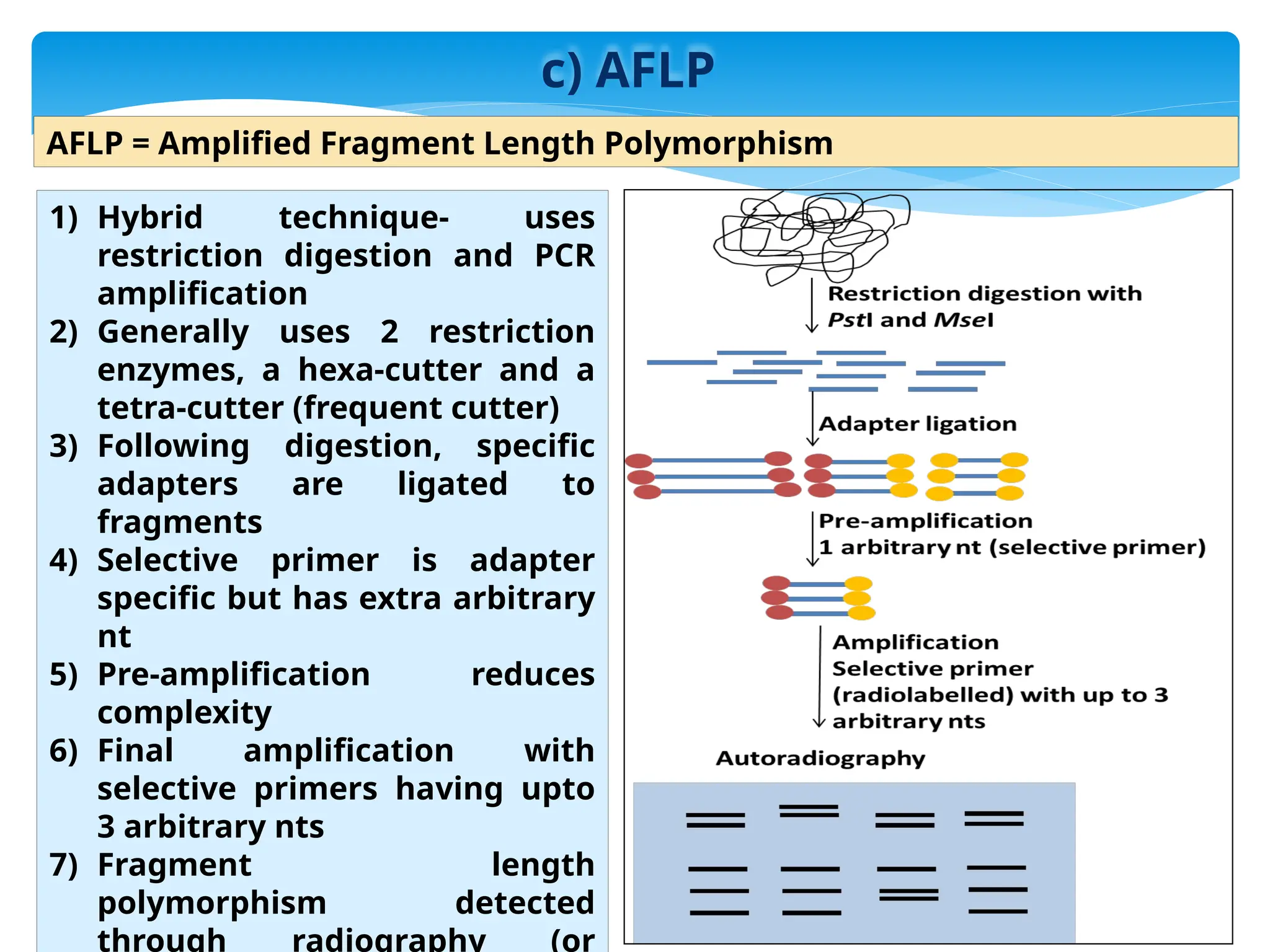 Molecular marker Description different types and application | PPT