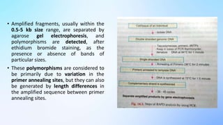 Molecular markers- RFLP, RAPD, AFLP, SNP etc. | PPTX