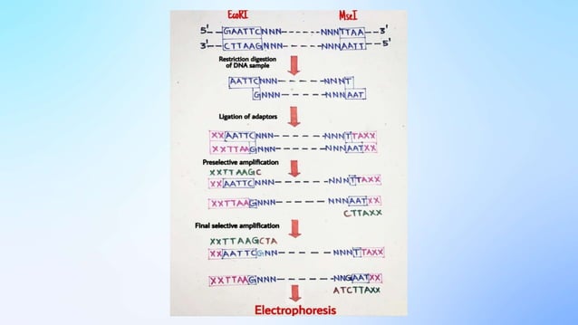 Molecular markers- RFLP, RAPD, AFLP, SNP etc. | PPTX