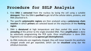 Molecular markers- RFLP, RAPD, AFLP, SNP etc. | PPTX