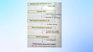 Molecular markers- RFLP, RAPD, AFLP, SNP etc. | PPTX