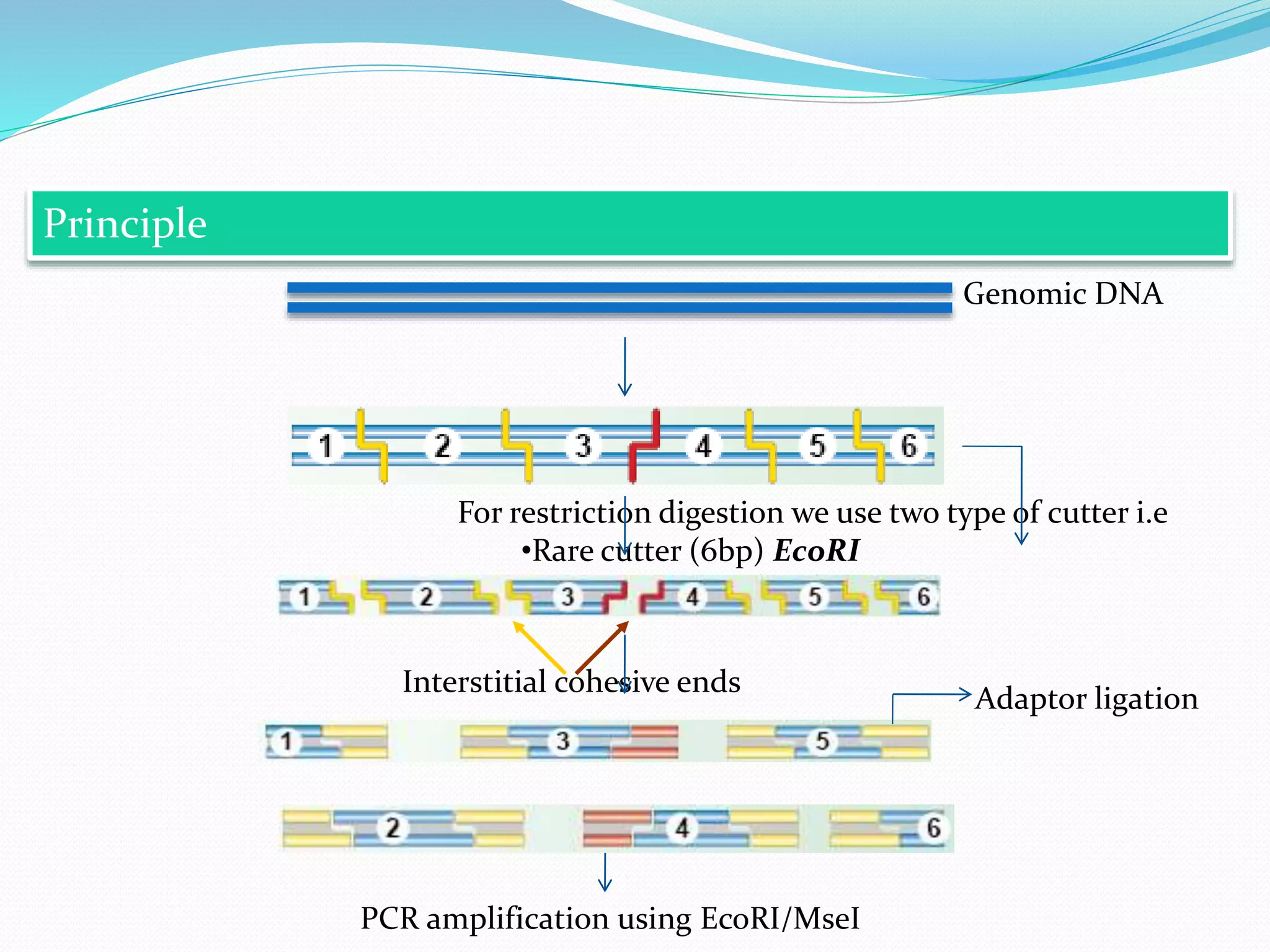 Molecular markers | PPTX