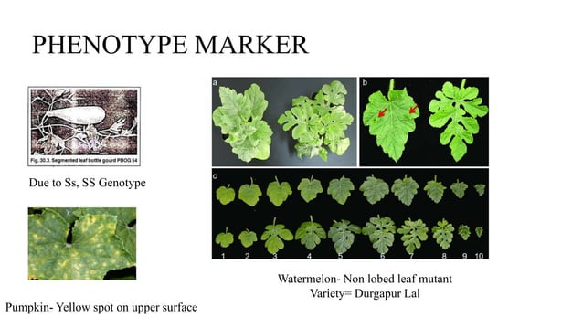 Molecular markers: Outlook | PPTX