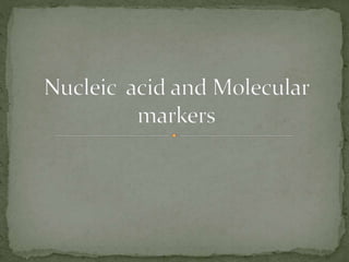 Nucleic acid and Molecular markers | PPT