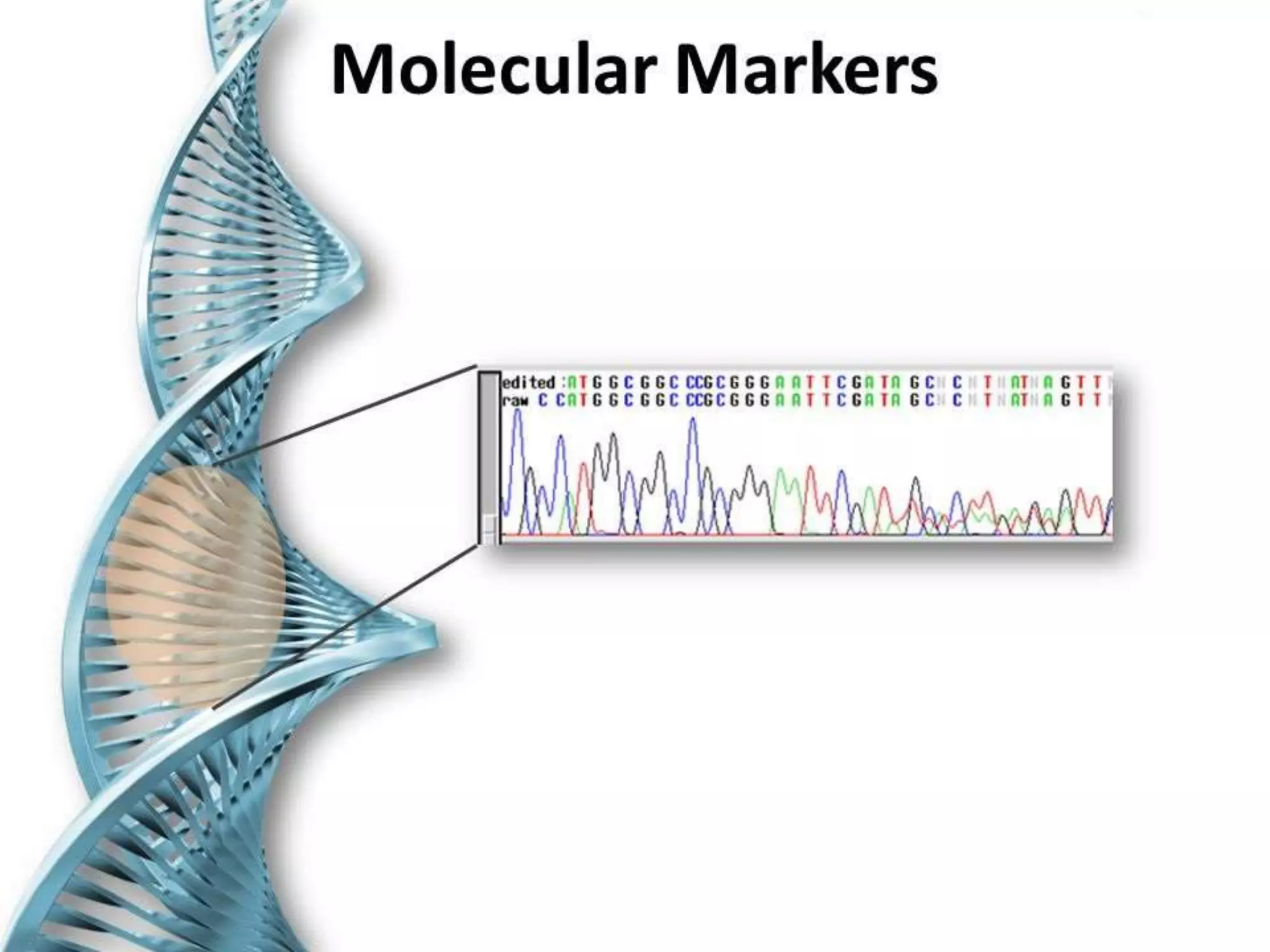 Molecular markers | PPT