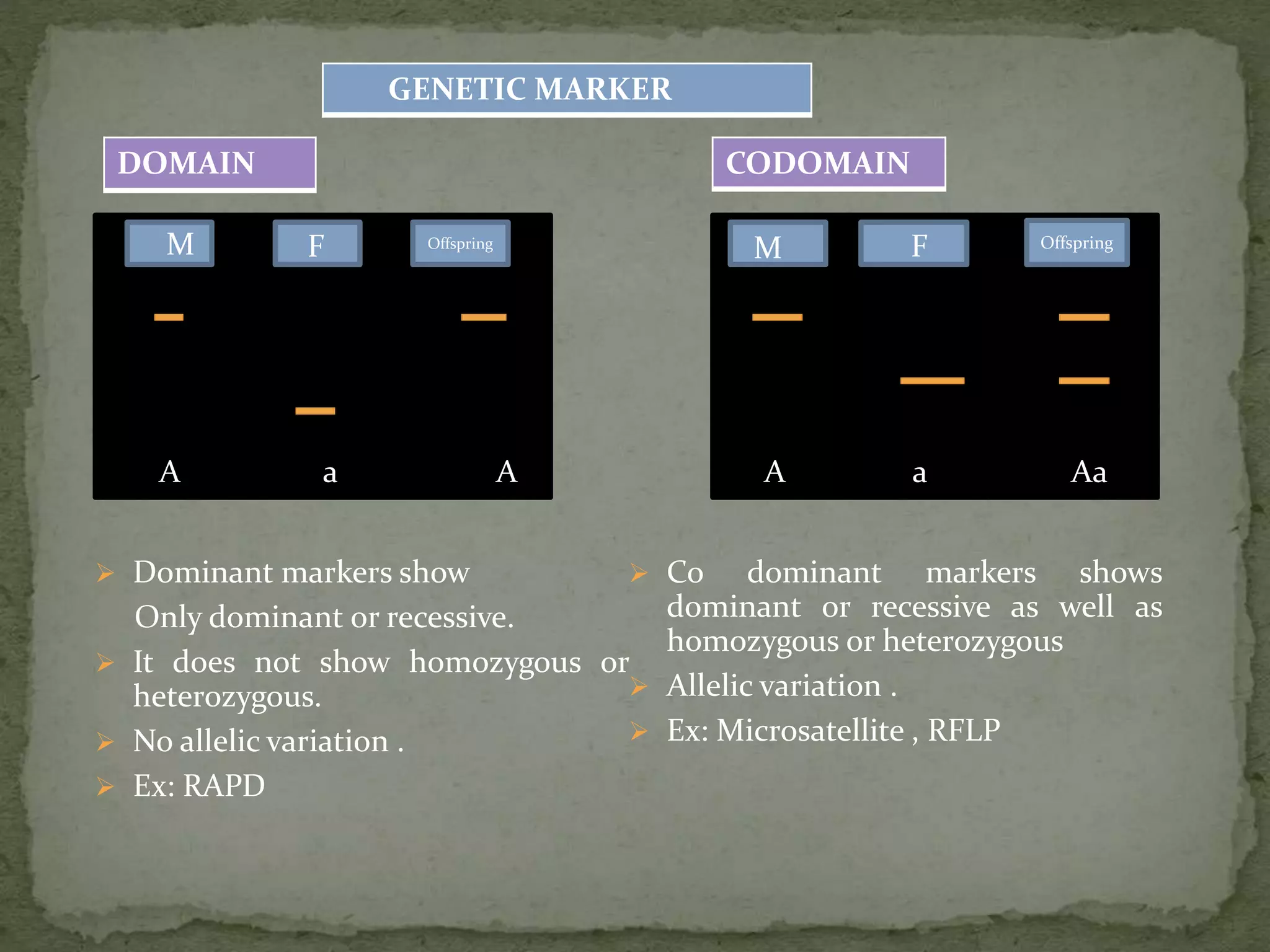 MOLECULAR MARKER | PPTX
