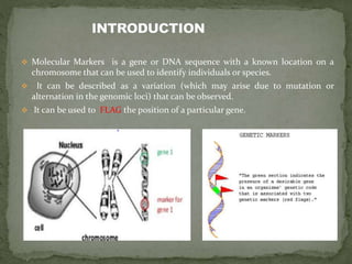 MOLECULAR MARKER | PPTX
