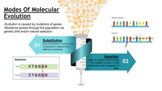 Molecular Markers and Neutral Theory.pptx