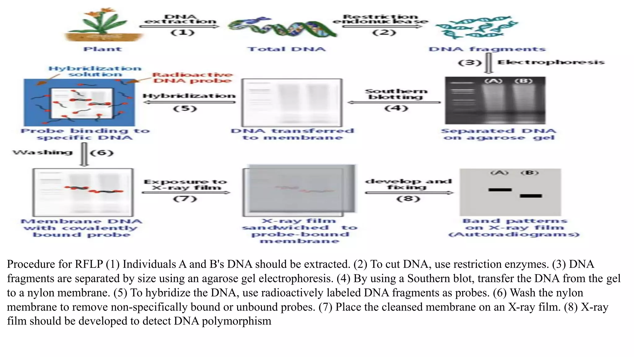 Molecular Markers and Their Application in Animal Breed.pptx