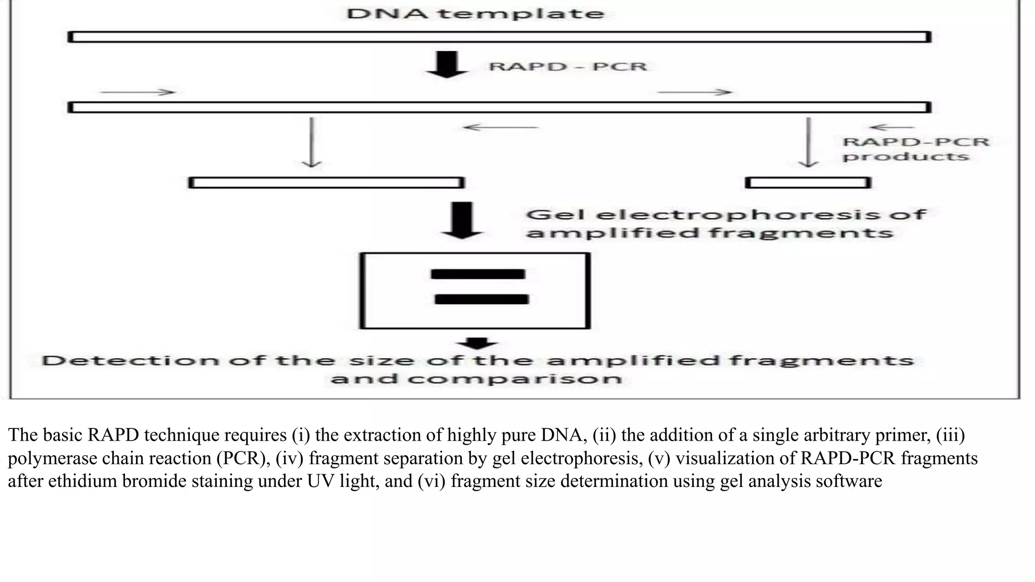 Molecular Markers and Their Application in Animal Breed.pptx