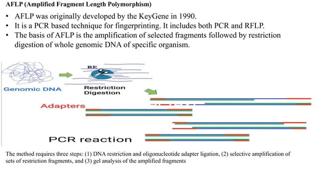 Molecular Markers and Their Application in Animal Breed.pptx | Genetics ...