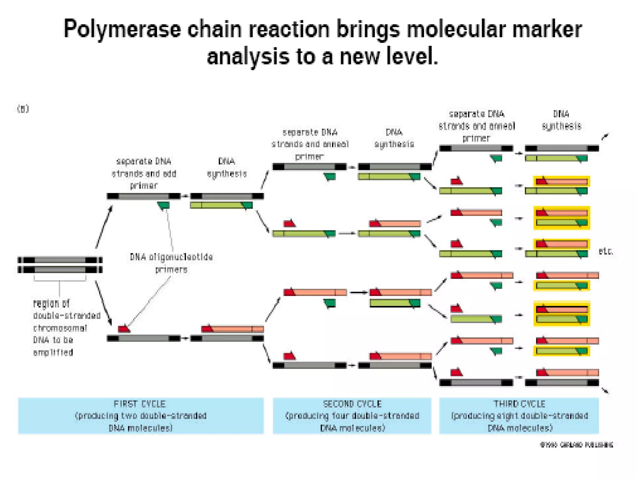 Molecular markers types and applications | PDF