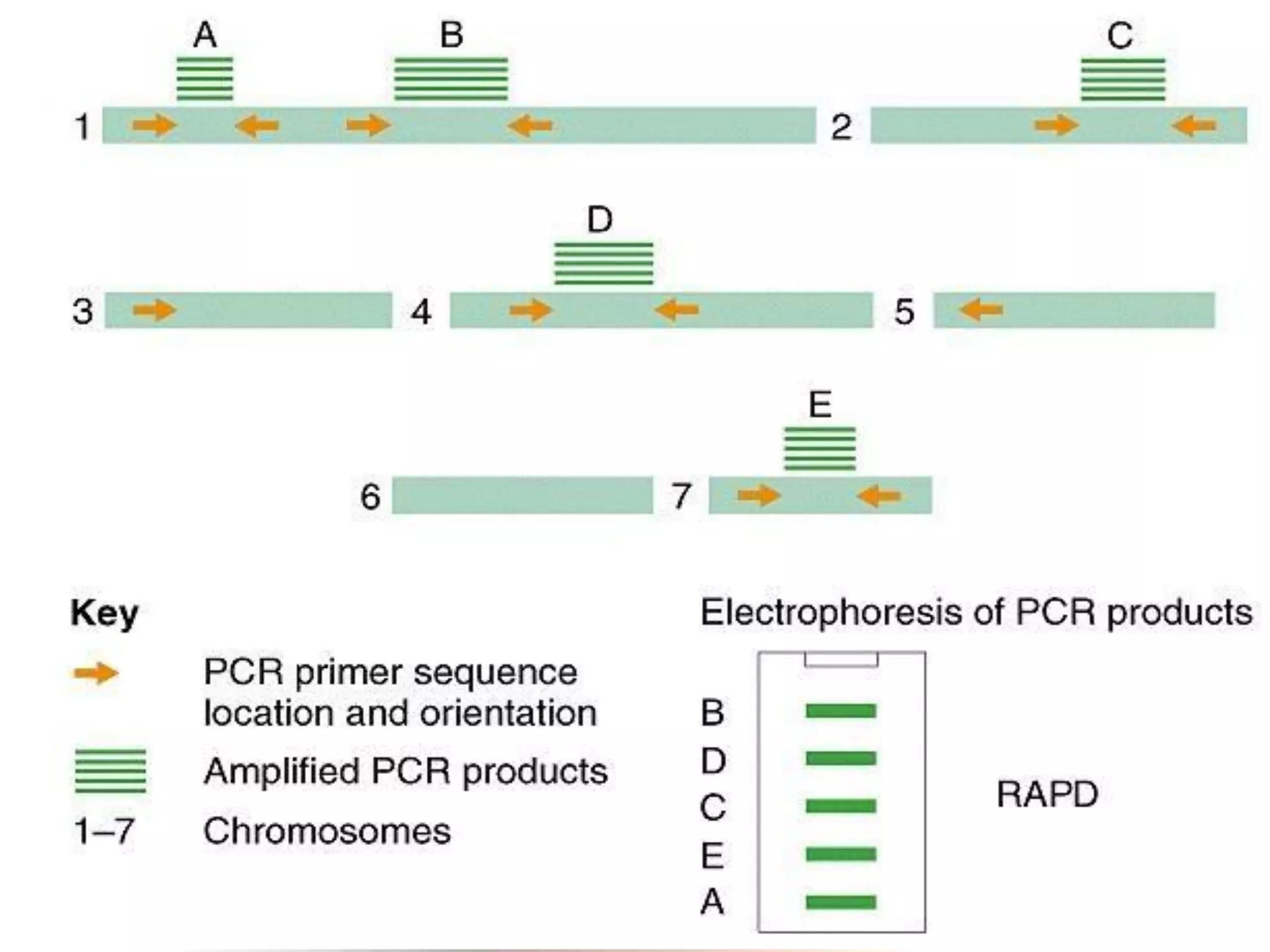 Molecular markers types and applications | PDF
