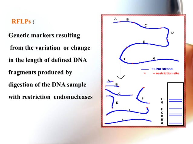 Molecular markers types and applications | PDF