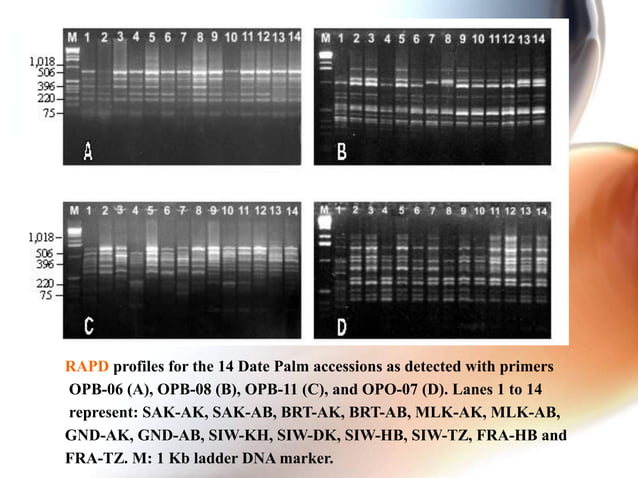 Molecular markers types and applications | PDF