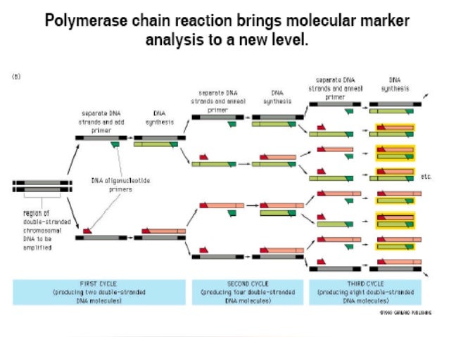 Molecular Markers Types And Applications