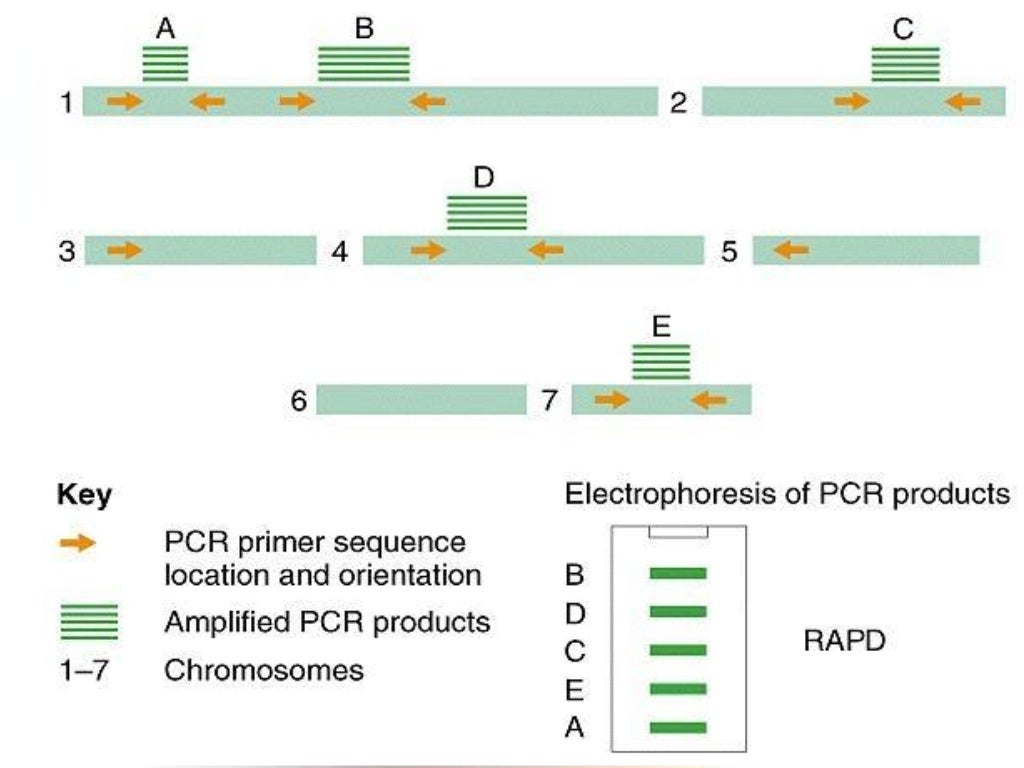 Molecular Markers Types And Applications