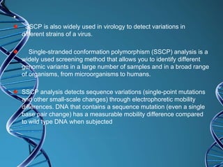 Molecular markr sscp | PPT