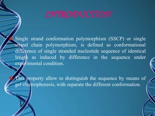 Molecular markr sscp | PPT