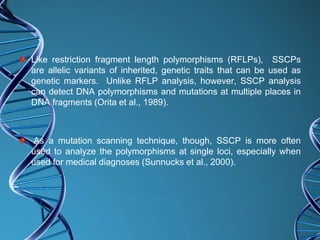 Molecular markr sscp | PPT